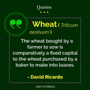 Wheat Crop Cultivation | 10 Largest Producer of Wheat In The World ...