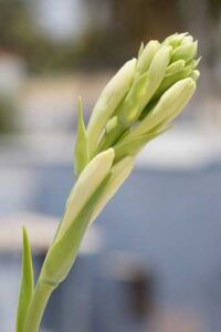 How to Grow Rajnigandha Flower upto 3 feet (Tuberose) in your Garden ...